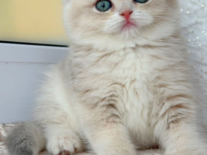 Шотландский вислоухий котенок Золотая шиншилла