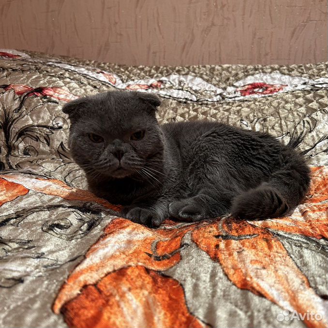 Кот шодландский