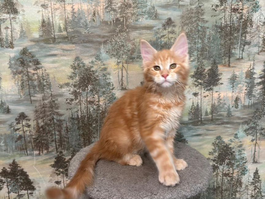 Котята мейн-кун