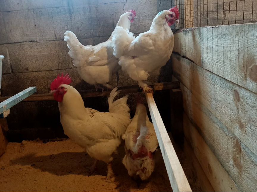 Инкубационное яйцо Белого Марана