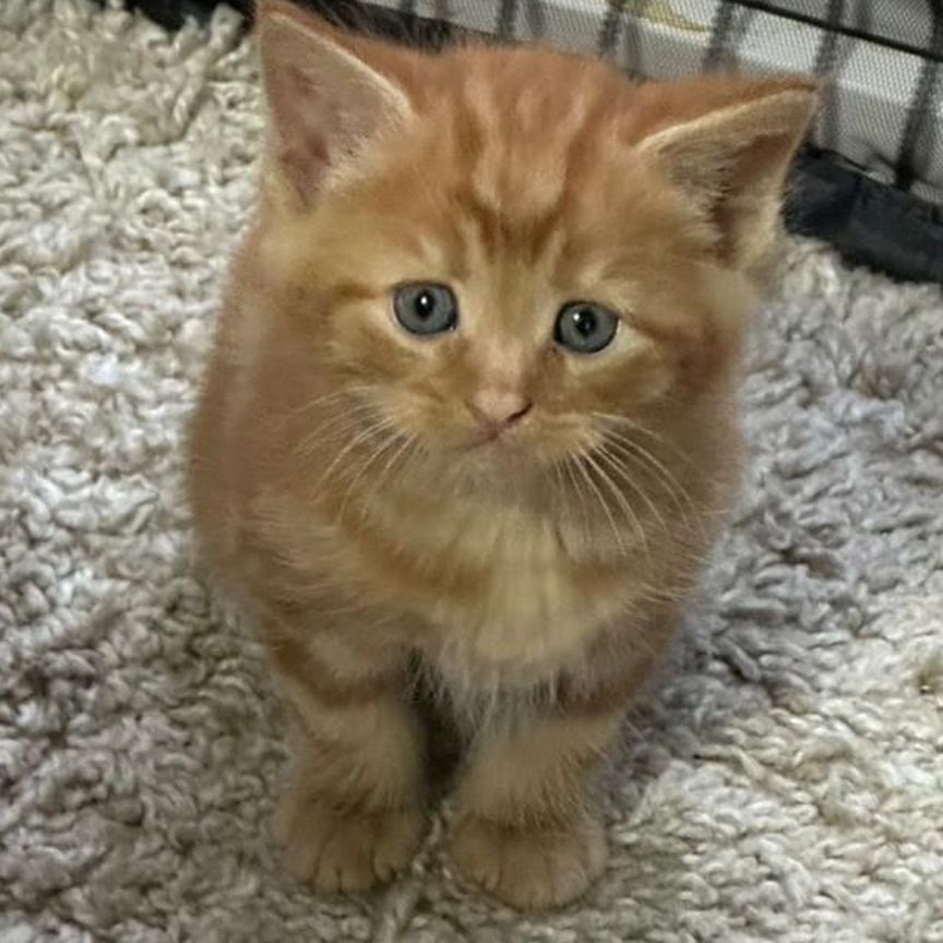 Котята в добрые руки бесплатно