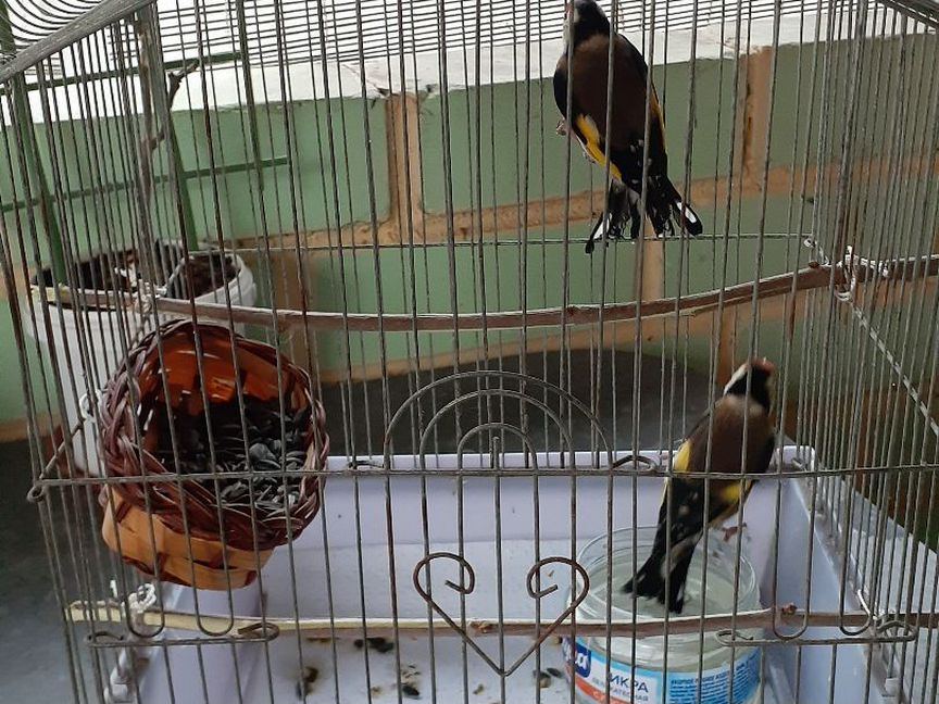 Певчие птицы