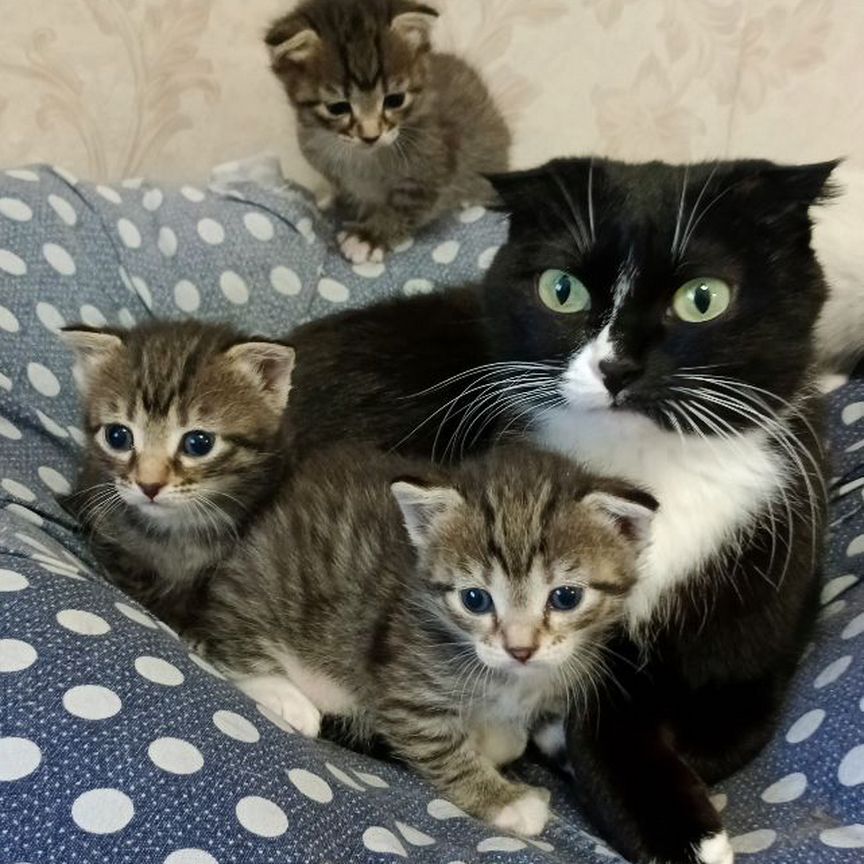 Котёнок от частного владельца