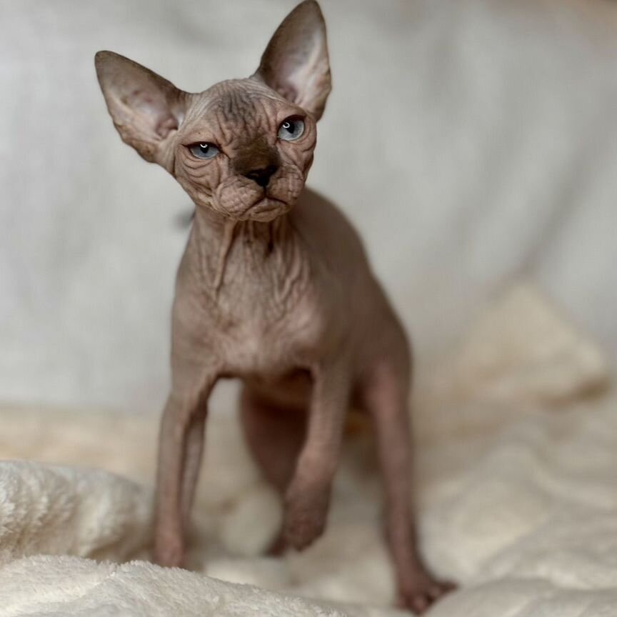 Канадский сфинкс