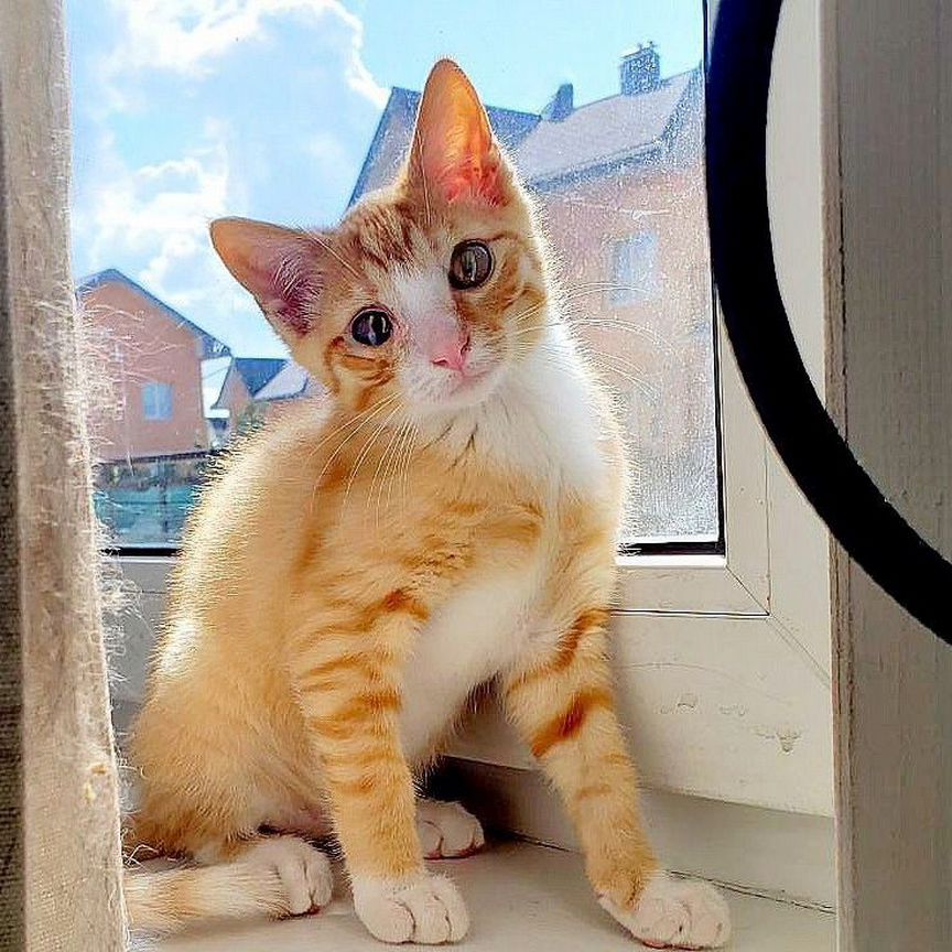 Котенок кроха. Никто не замечает