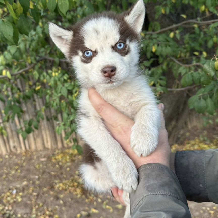 Сибирский хаски, щенок