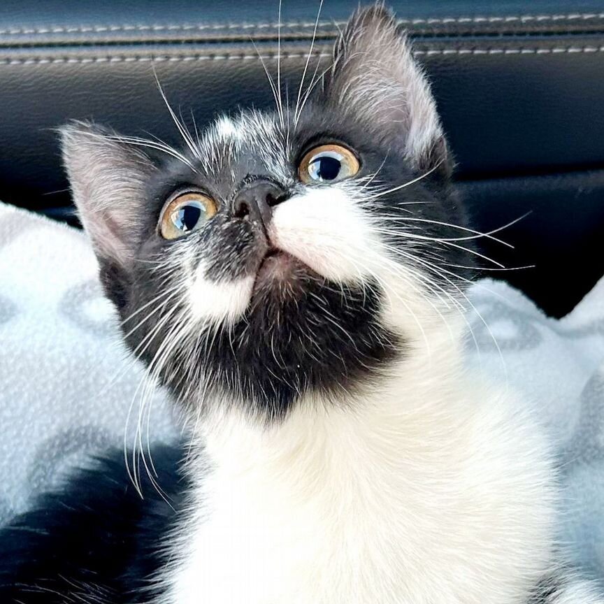 Котёнок малышка Линда в добрые руки