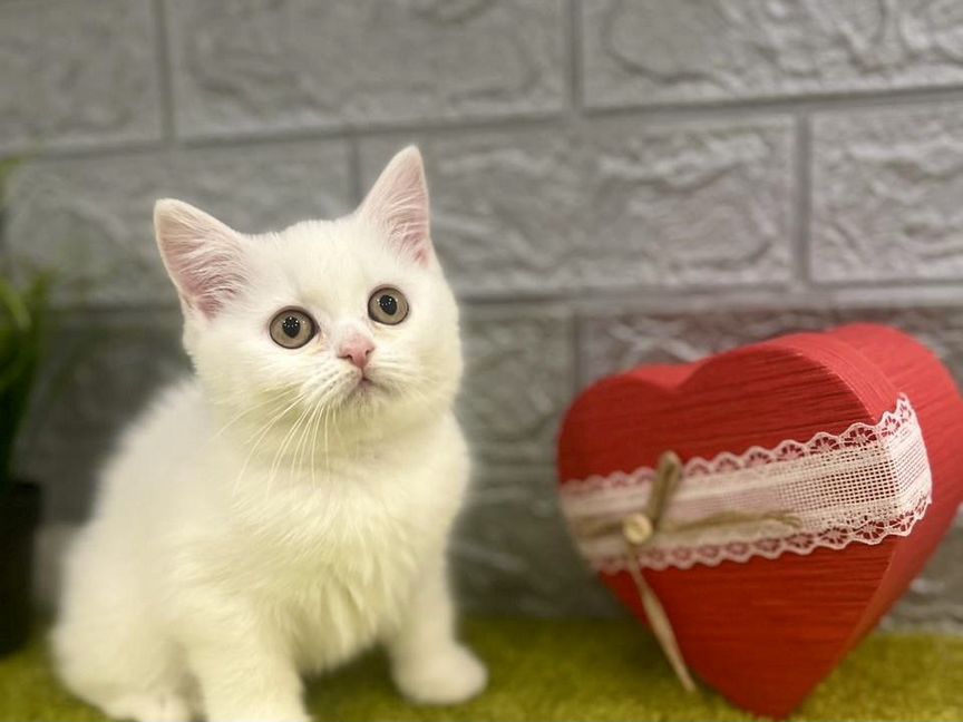Британская белая кошечка, 2 мес