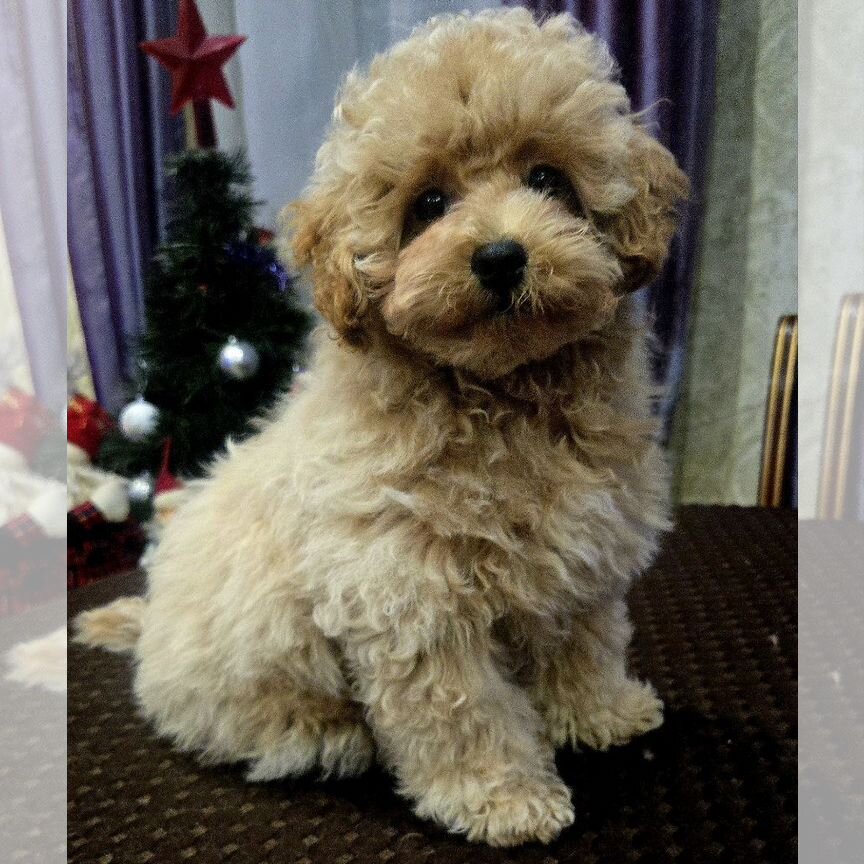 Той-пудель, щенок