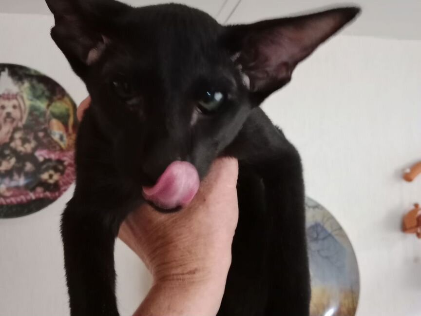 Ориентальная