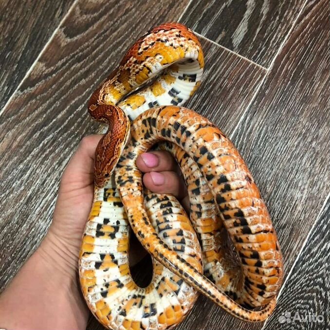 Змея массовый полоз Normal het Snow