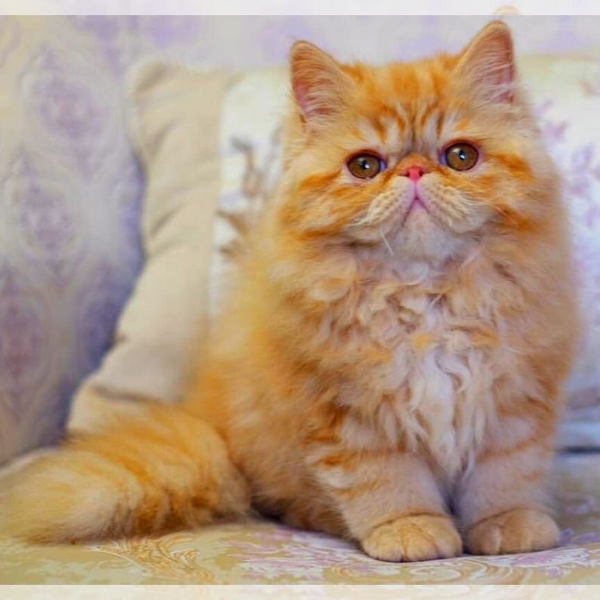 Персидские и экзотические котята