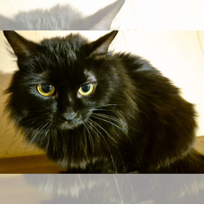 Дедушкины кошки