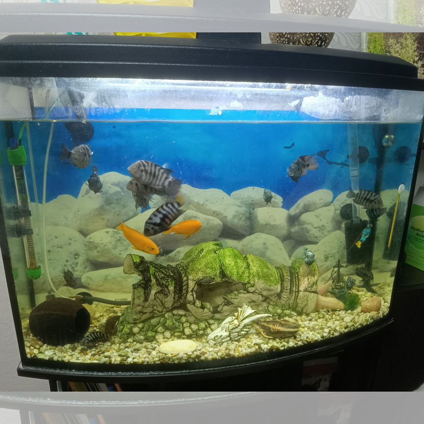 Цихлиды чернополосые