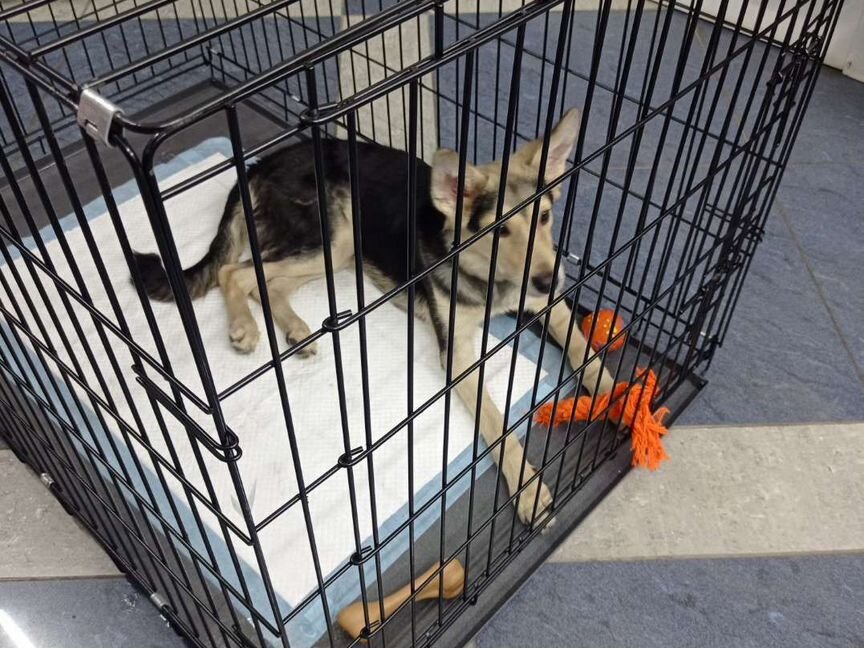 Собака ищет дом