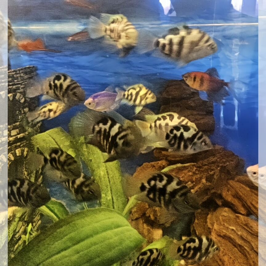 Цихлозома чернополосая