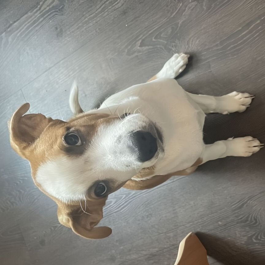 Американский стаффордширский терьер, щенок