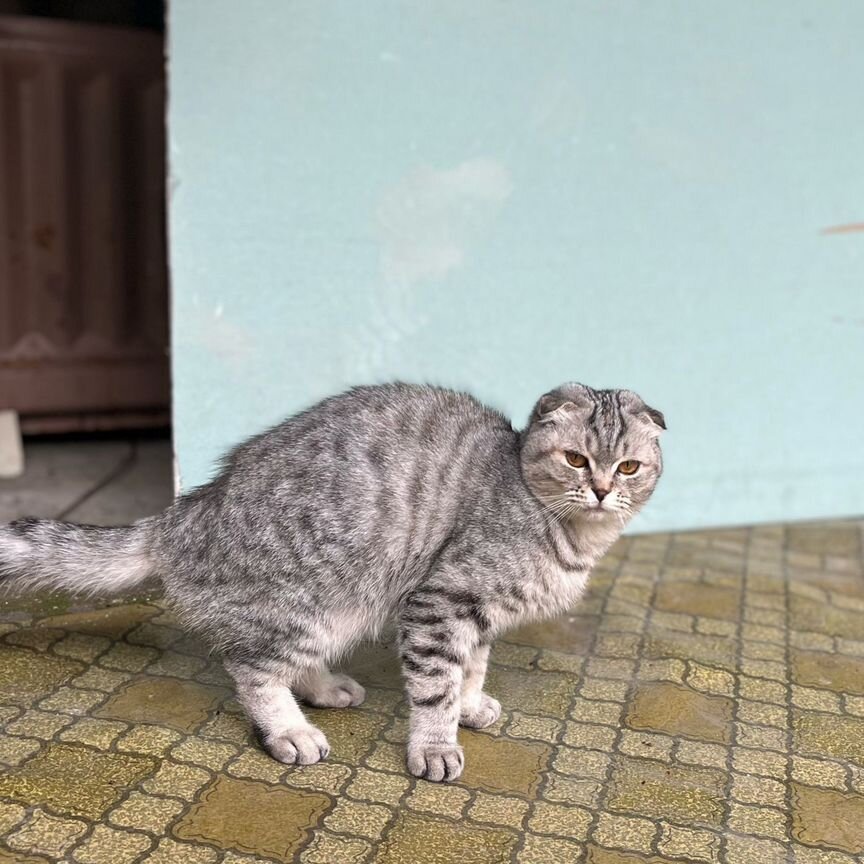 Шотландская кошечка 1 год в добрые руки