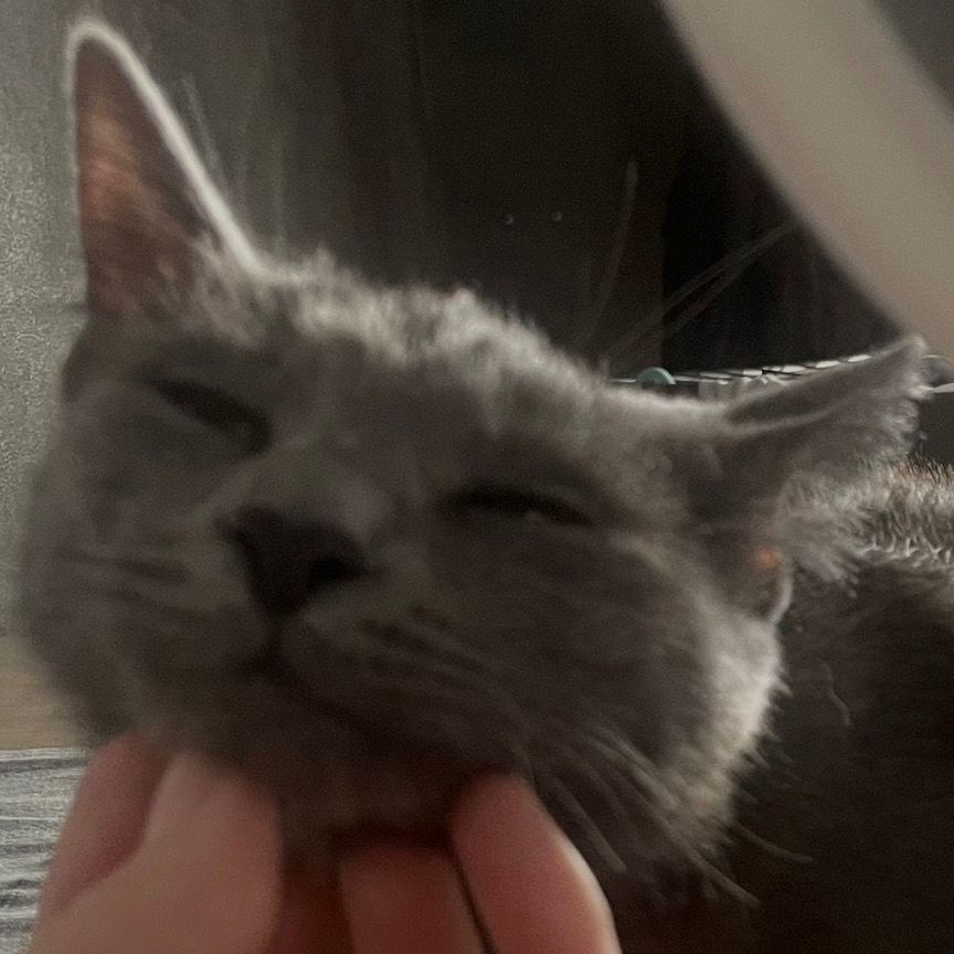 Сиамская, взрослая кошка