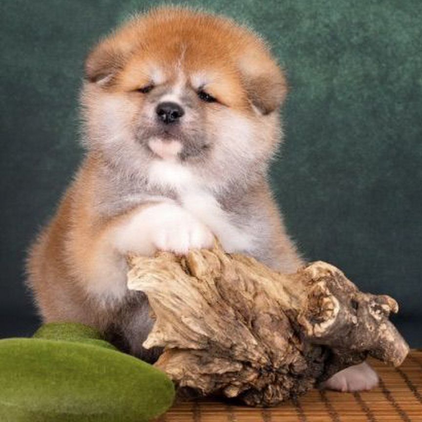 Акита-ину, щенок