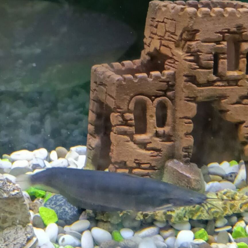 Сом мешкожаберный