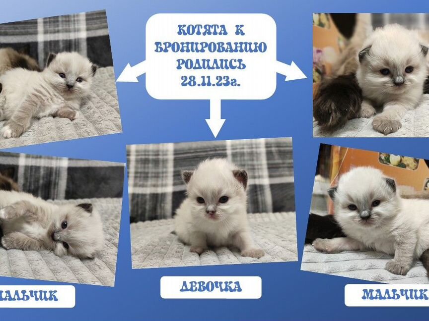 Невские маскарадные котята