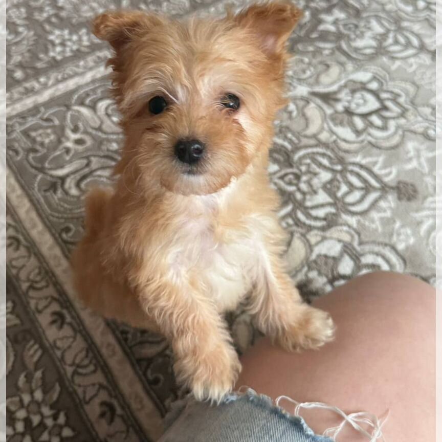 Щенок от частного владельца