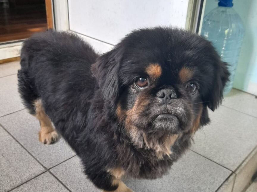 Пекинес Джутти