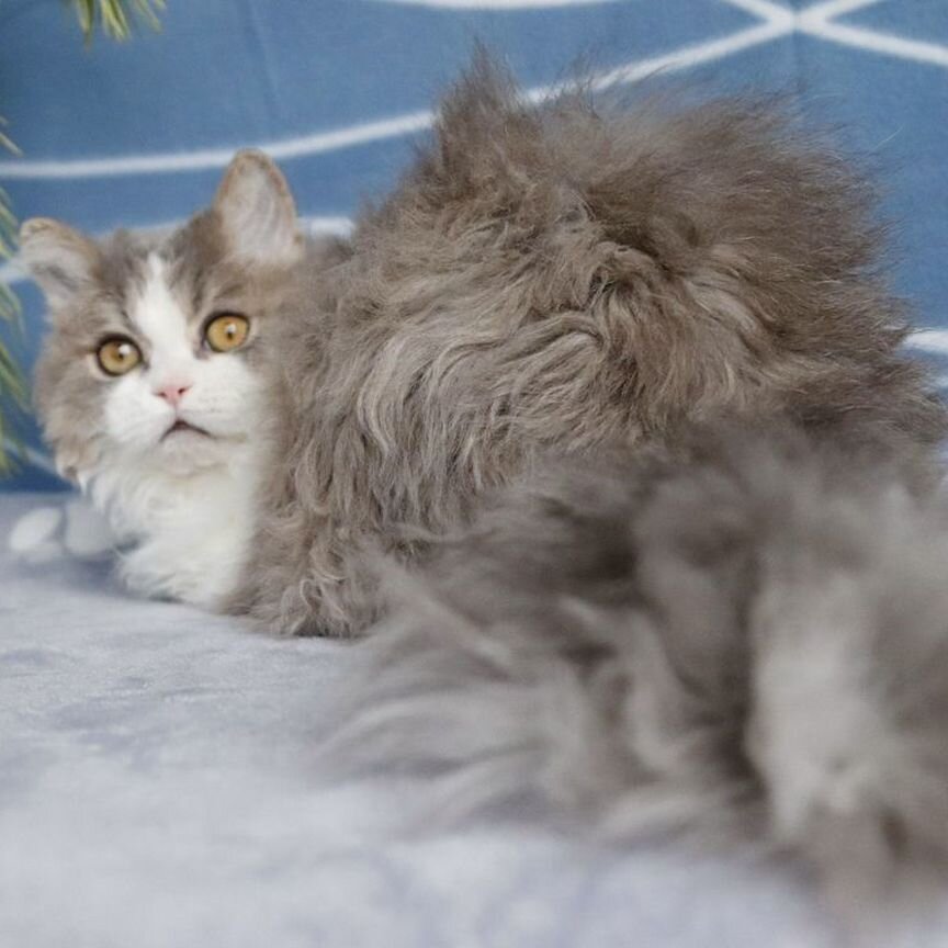 Голубой тикированный с белым мальчик