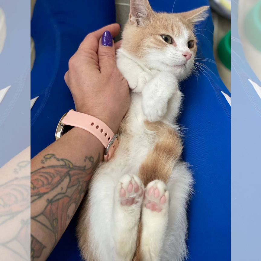 Шикарный рыже белый котенок в добрые руки