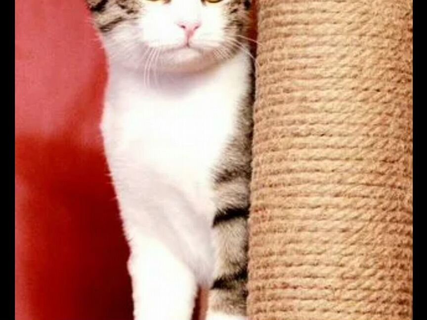 Кошка 7 мес, стерилизована(по договору)