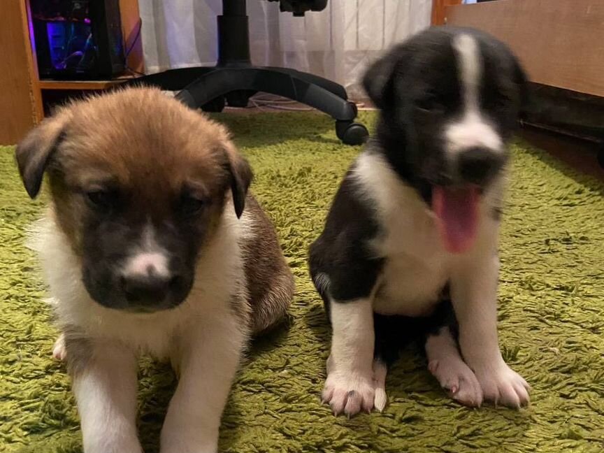 Метис сербернар