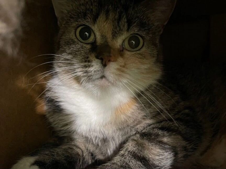 Кошечка в добрые руки