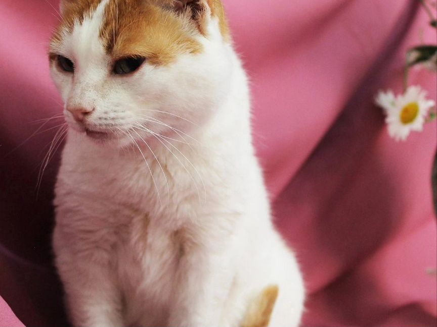 Кошечка Изюминка с изюминкой