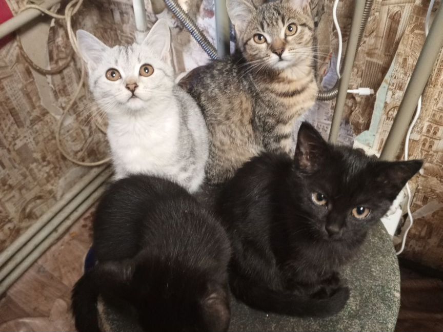 Кошка