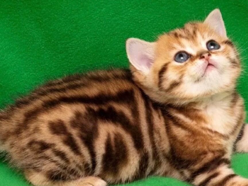Котята