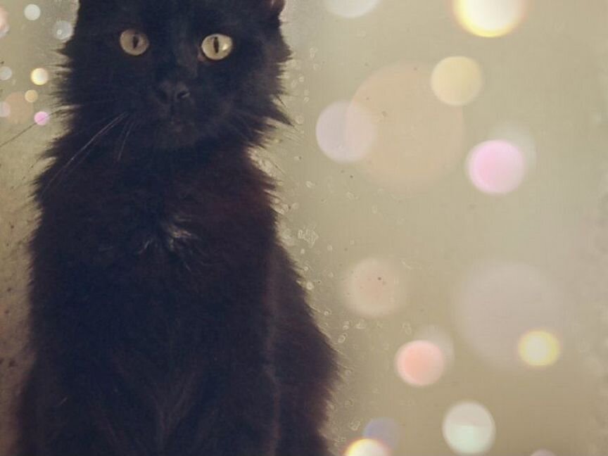 Черная кошка пушистая