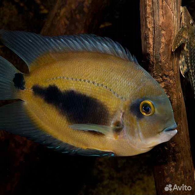 Цихлида Уару (Uaru sp.)