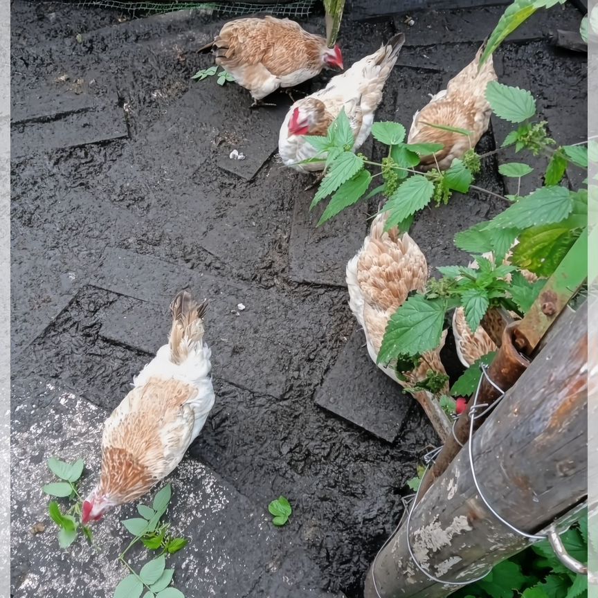 Загорские лососевые куры мясо яичные 1год