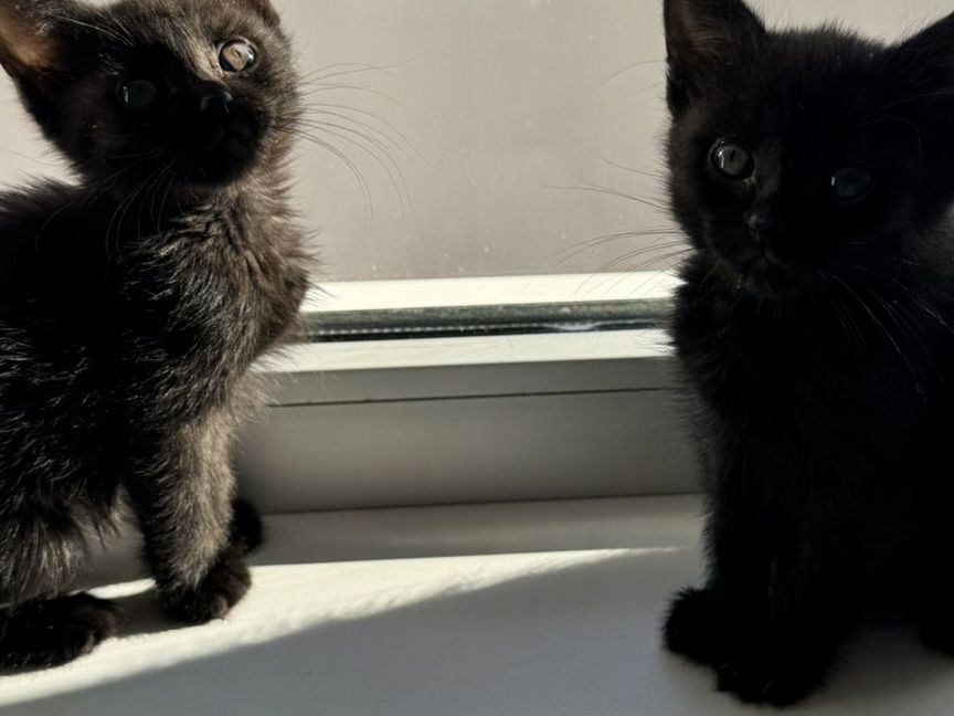 Котята в добрые руки бесплатно