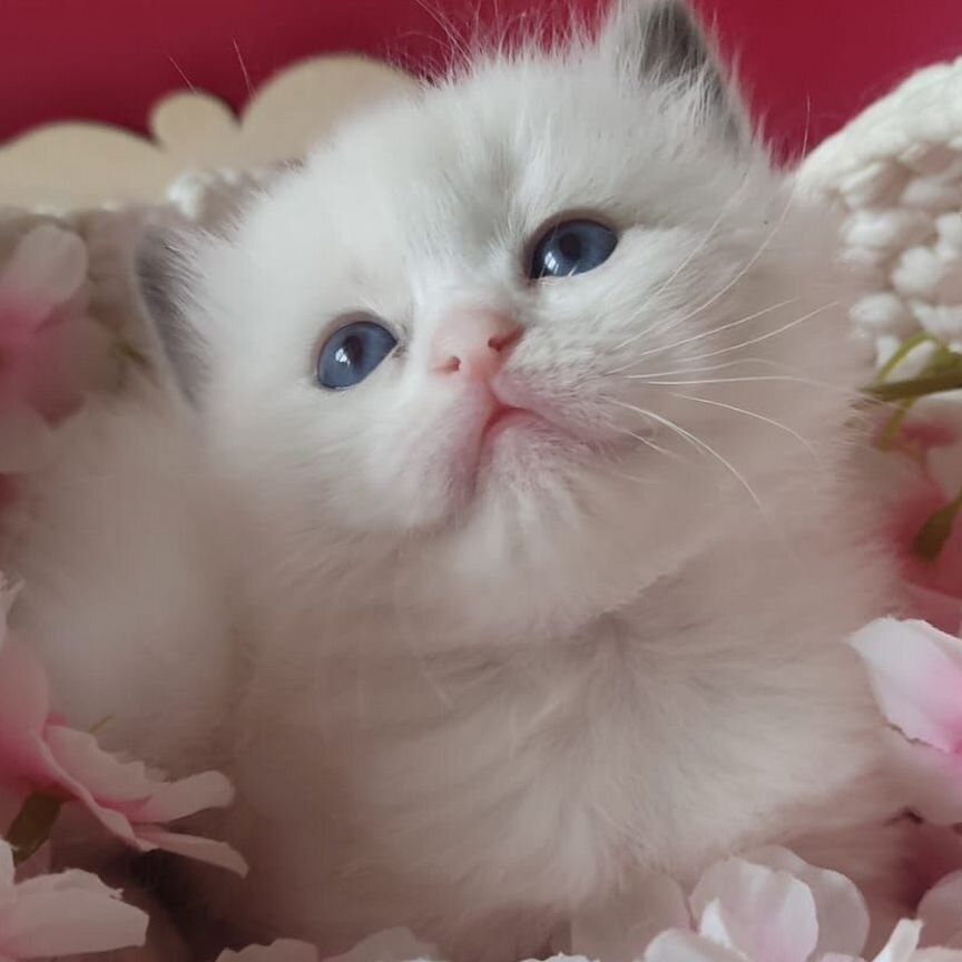 Котята регдолл