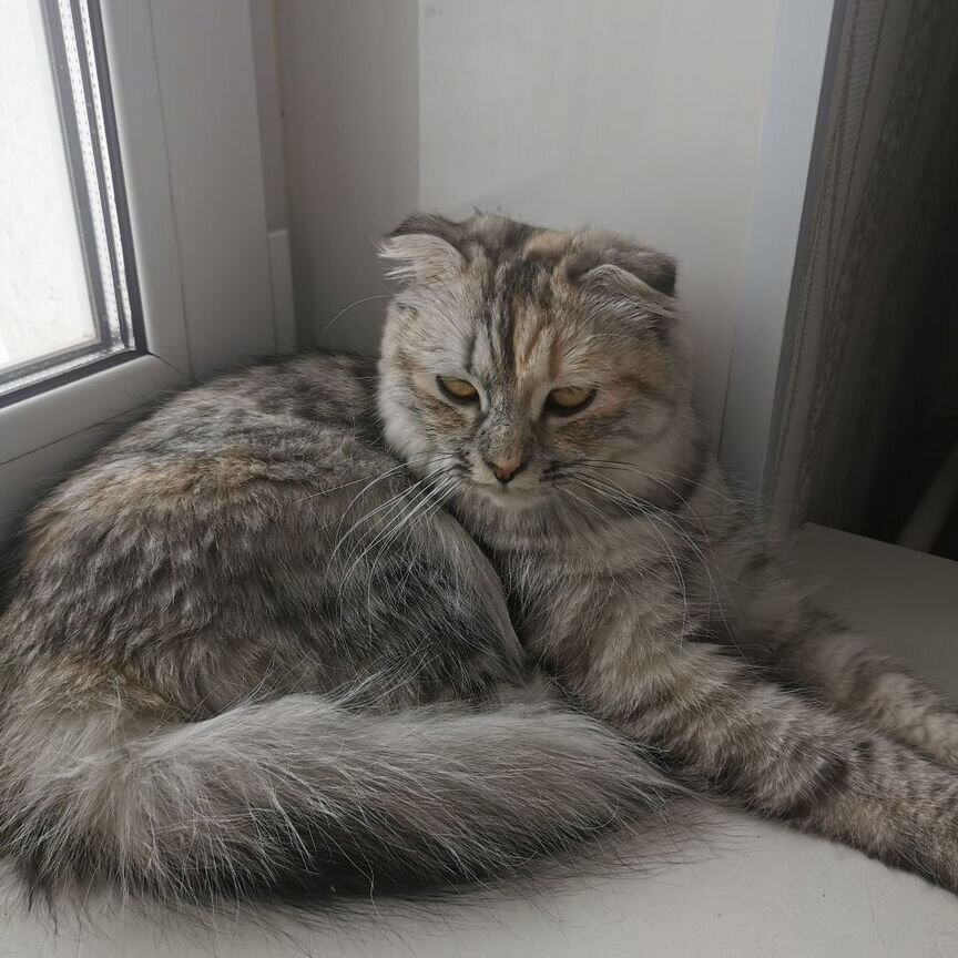 Кошечка Шотландская вислоухая трёхцветная