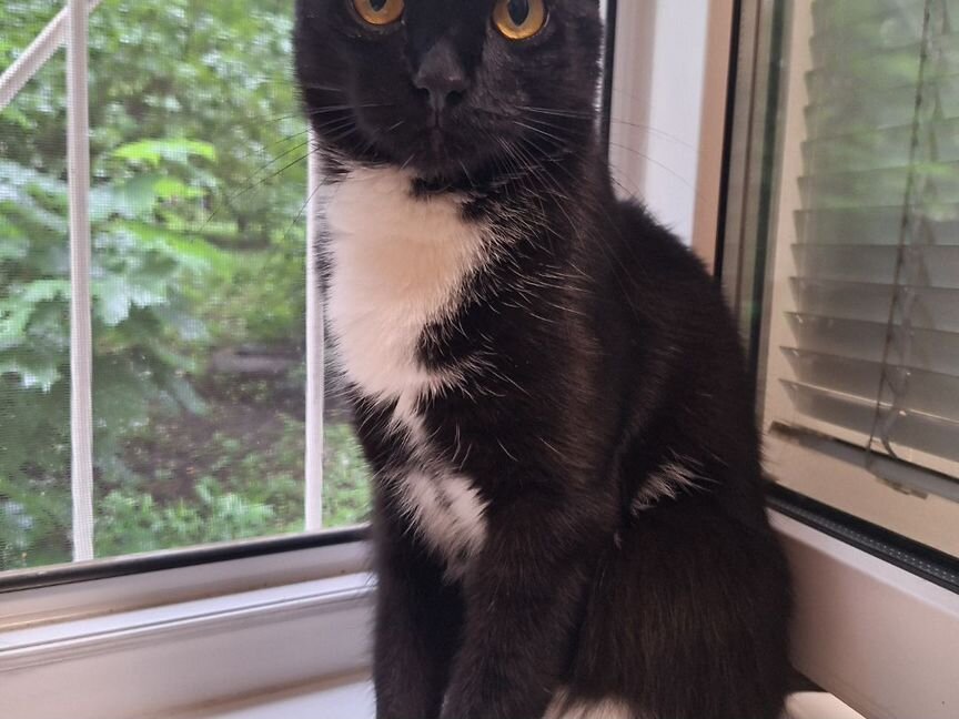 Отдам котика в добрые руки, примерно 10 месяцев