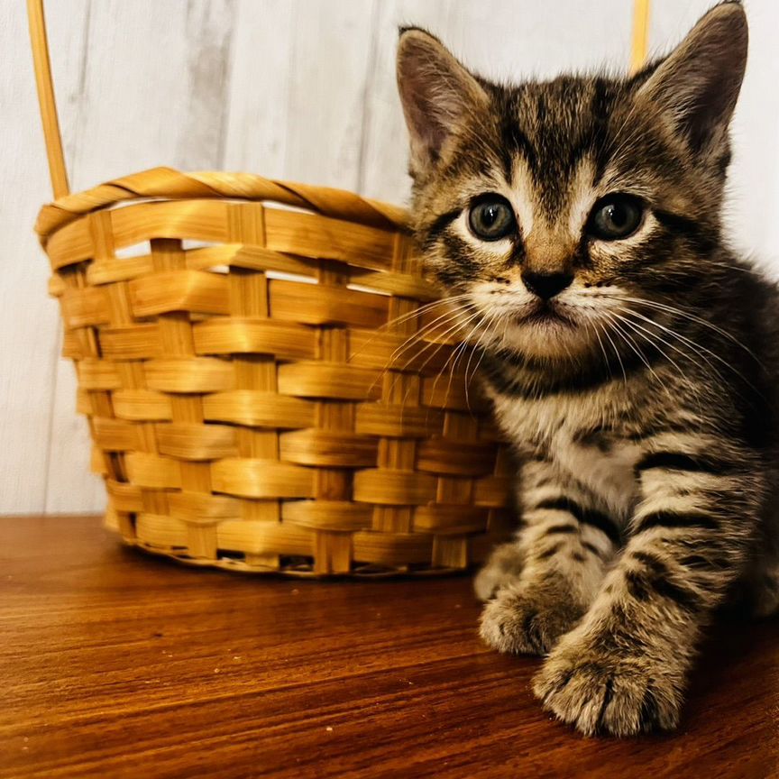 Кошечка в добрые руки 1,5 месяца