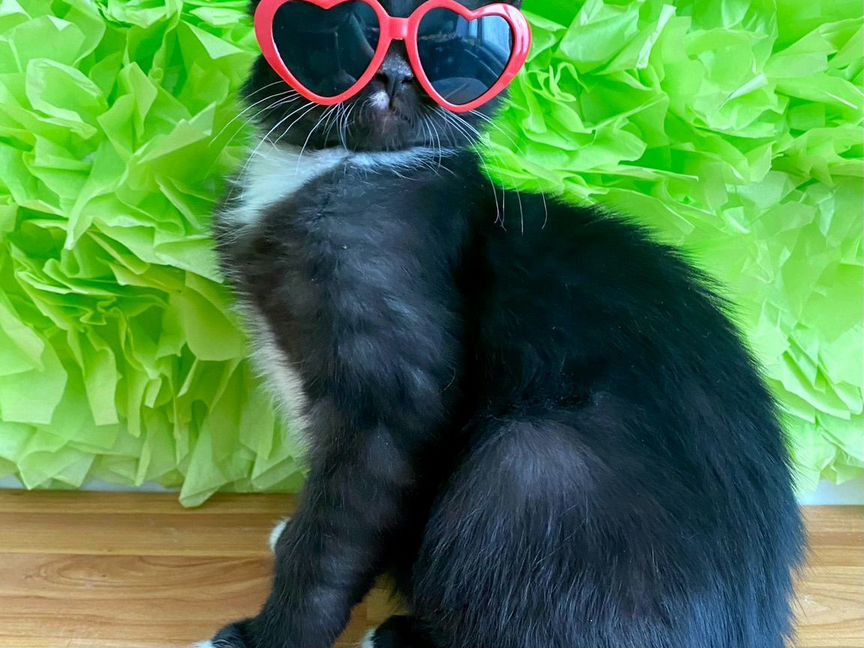 Котёнок Молли, 3 месяца