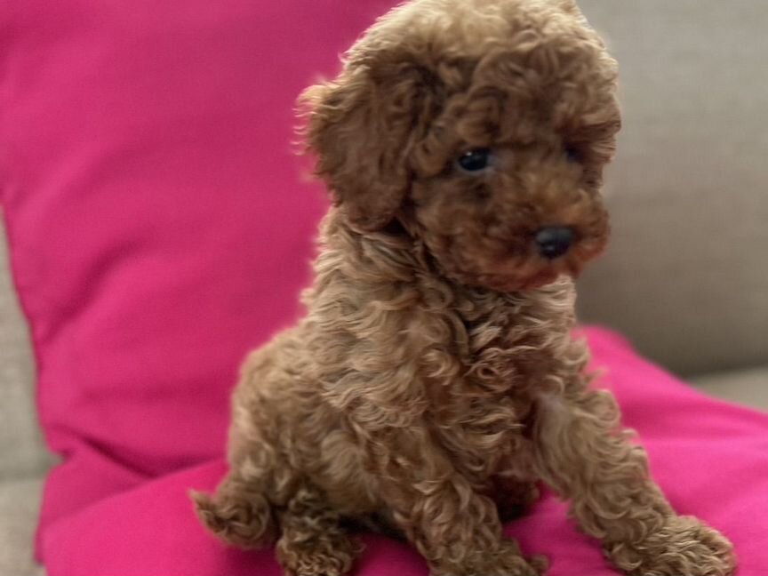 Той-пудель РКФ