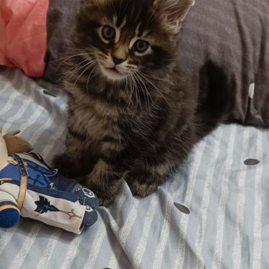 Мейн-кун котенок