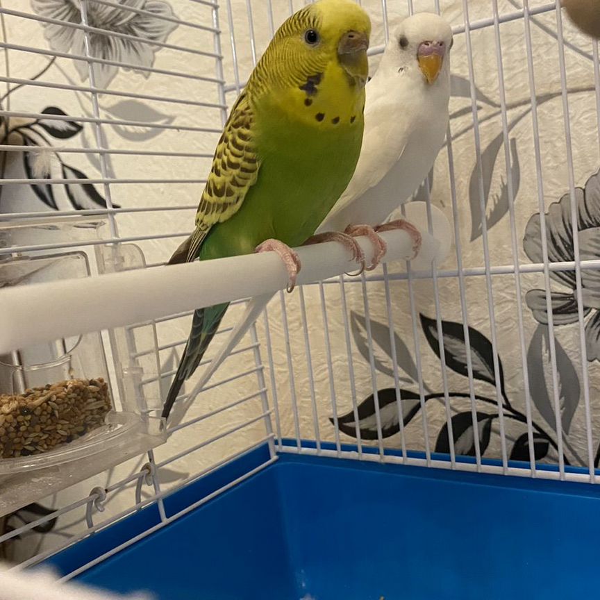 Волнистые попугаи