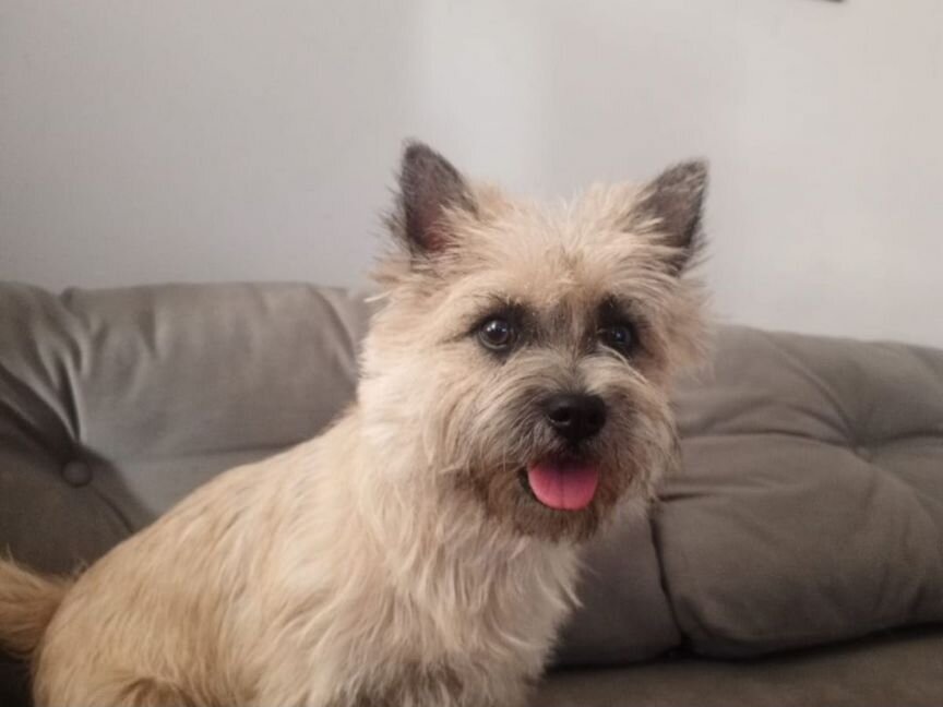 Керн терьер для души