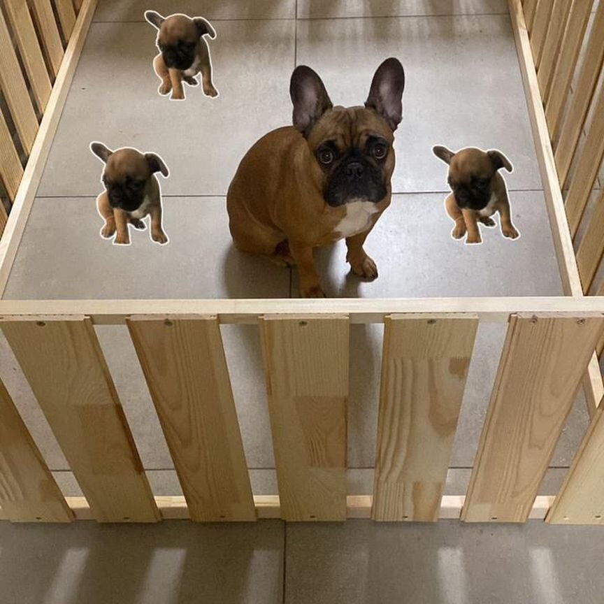 Загон для щенков